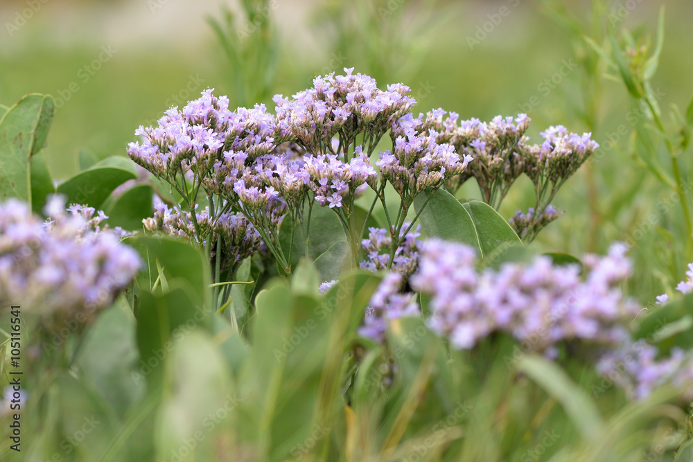 Limonium Vulgare