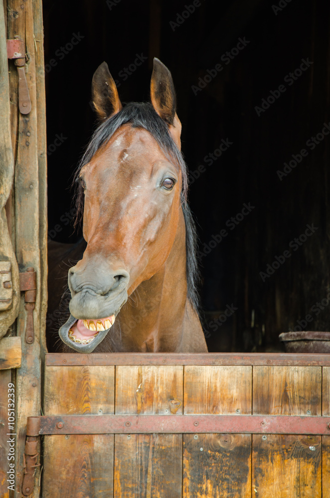 Rustikaler Stall mit Pferd Stock-Foto | Adobe Stock