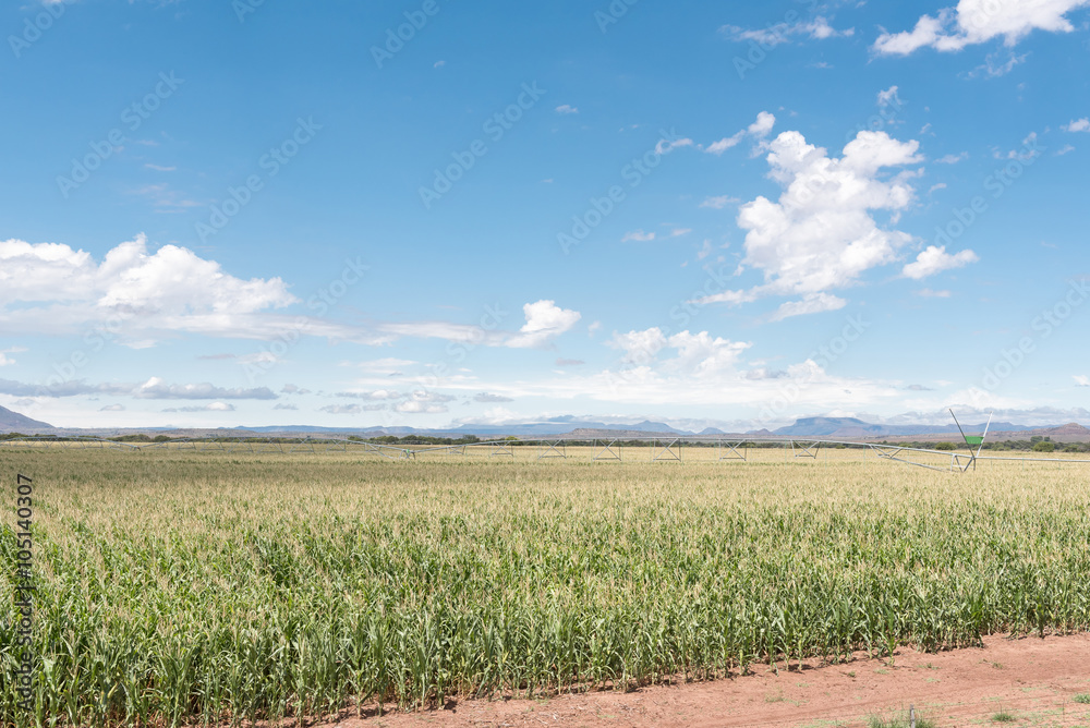 Center pivot irrigation system in corn field Stock Photo | Adobe Stock
