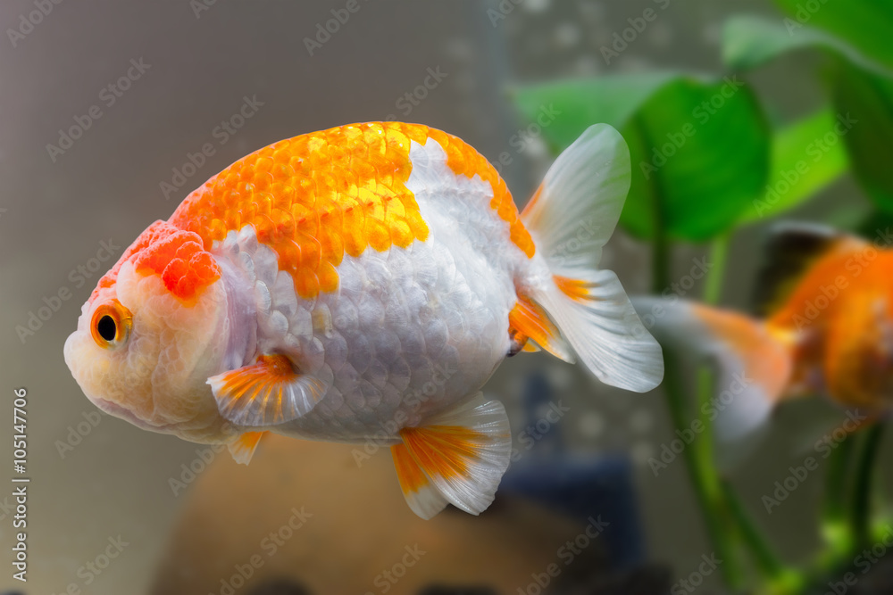 Goldfish in an aquarium Stock Photo | Adobe Stock