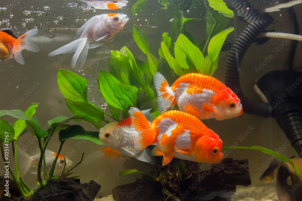 Goldfish in an aquarium Stock Photo | Adobe Stock