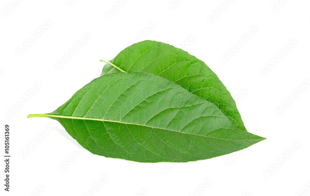 Adhatoda vasica or medicinal Basak leaf Stock Photo | Adobe Stock
