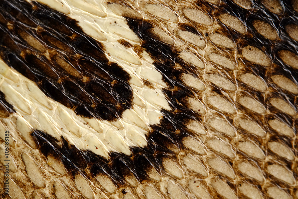 hood of a cobra and cobra skin texture closeup, snake skin seam Stock ...