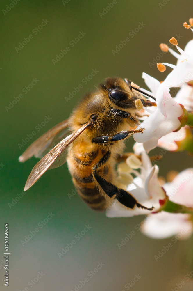 Ape Stock Photo | Adobe Stock