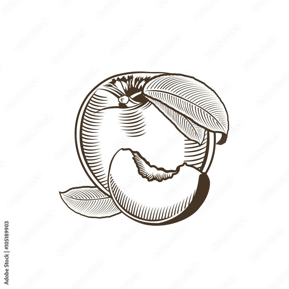 Peach in vintage style. Line art vector illustration Stock Vector ...