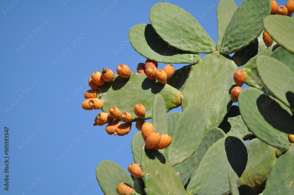 Chumbera foto de Stock | Adobe Stock