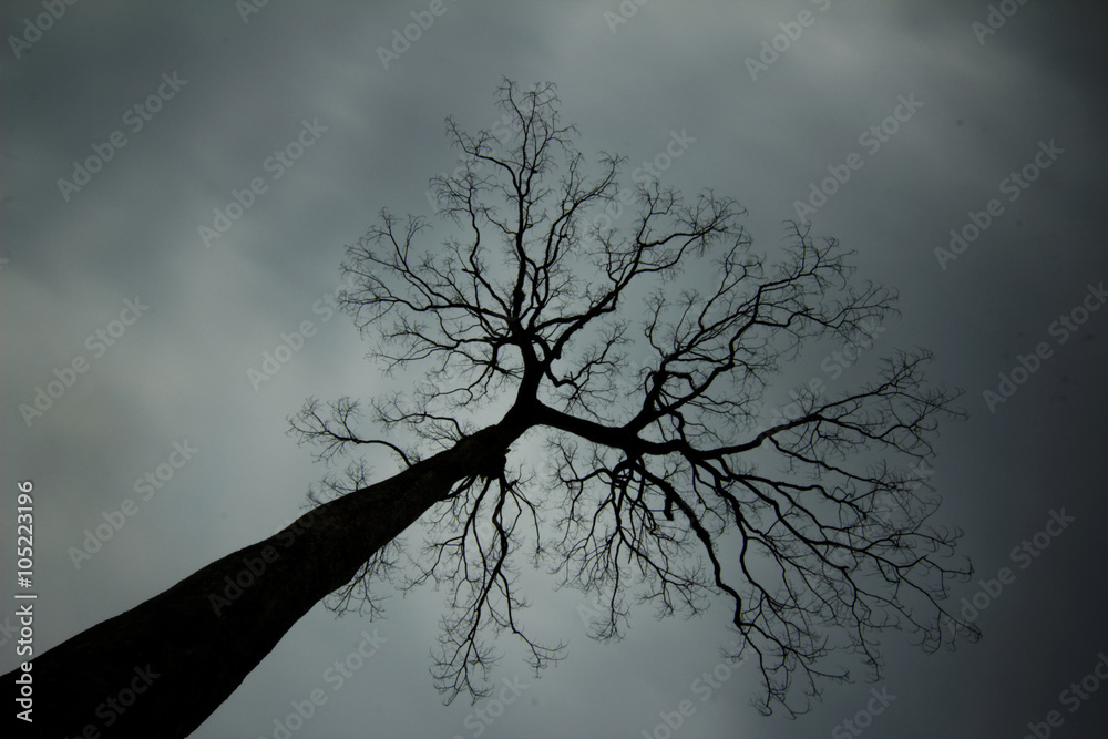 Lonely dead tree with sky full of dark clouds. View from below. Concept ...