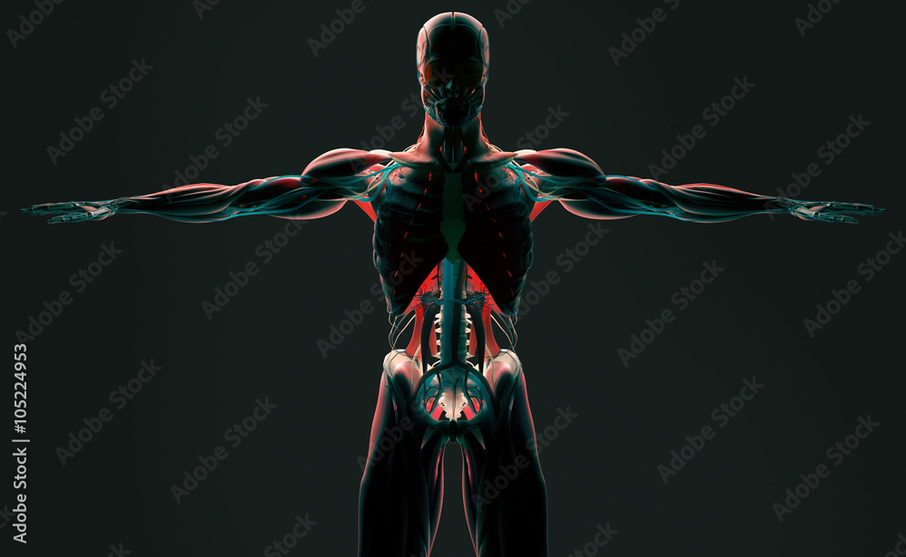 Human anatomy 3D futuristic scan technology with xray-like view of ...