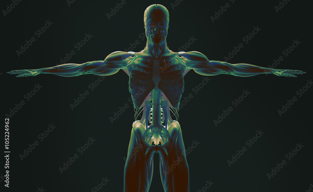 Human anatomy 3D futuristic scan technology with xray-like view of ...