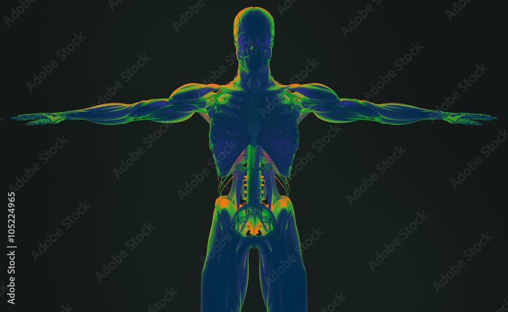 Human anatomy 3D futuristic scan technology with xray-like view of ...