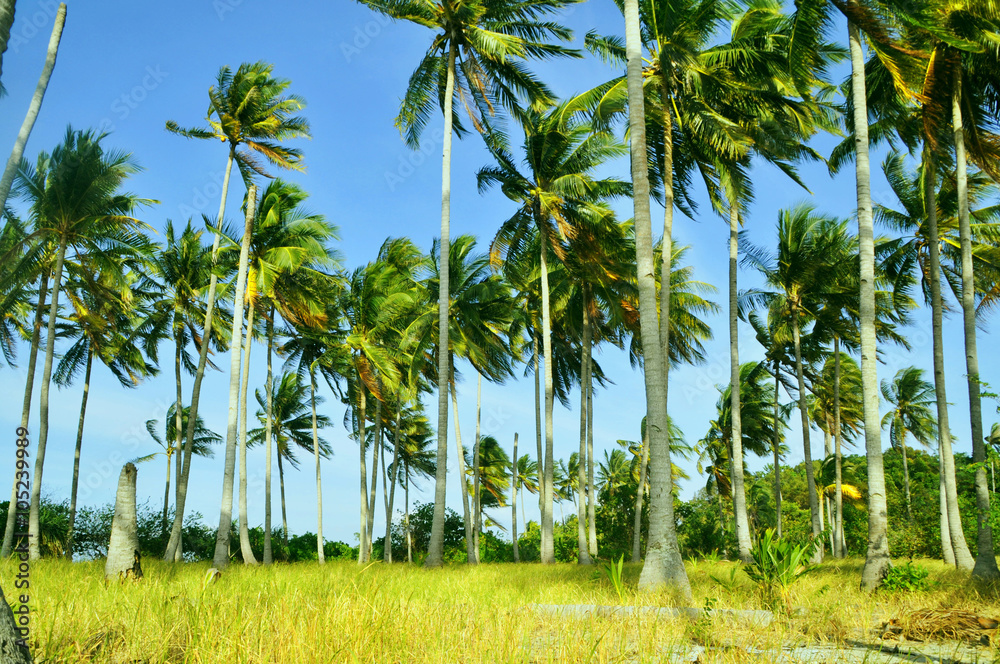 Coconut Forest Stock Photo | Adobe Stock