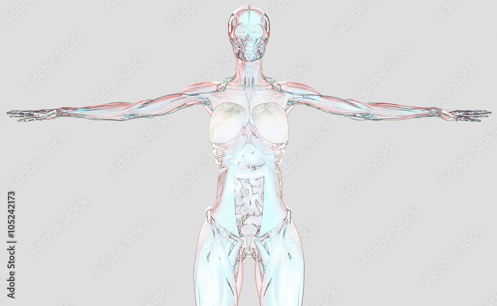 Human anatomy 3D futuristic scan technology with xray-like view of ... Human anatomy 3D futuristic scan technology with xray-like view of ...