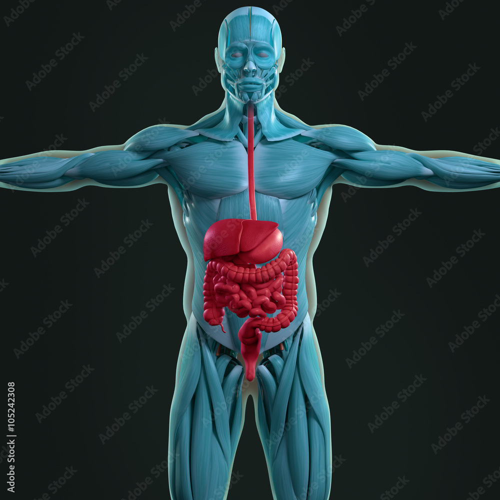 Human anatomy 3D futuristic scan technology with xray-like view of ...