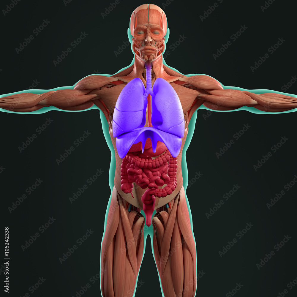 Human anatomy 3D futuristic scan technology with xray-like view of ...