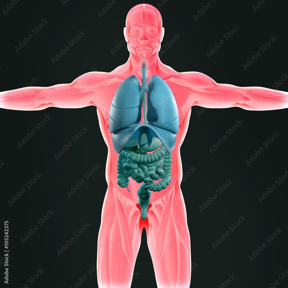 Human anatomy 3D futuristic scan technology with xray-like view of ...