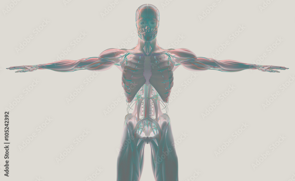 Human anatomy 3D futuristic scan technology with xray-like view of ...