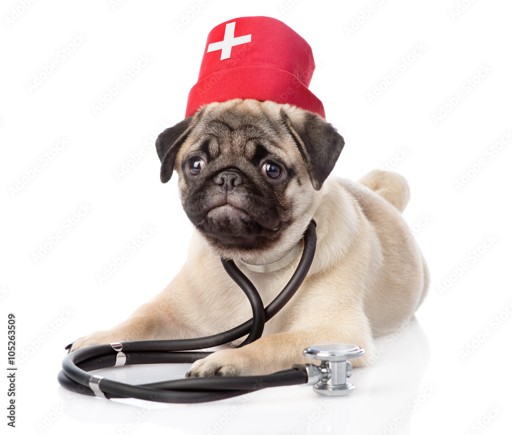 Pug puppy dog wearing nurses medical hat and stethoscope on his Stock ...