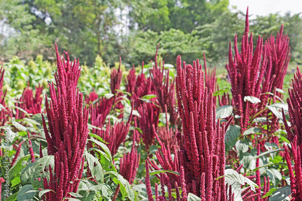 Amaranth is cultivated as leaf vegetables, cereals and ornamental ...
