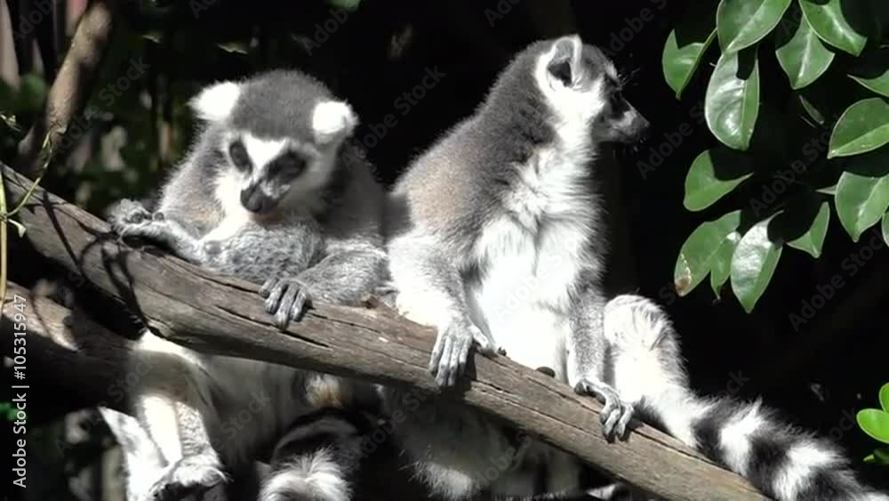 Video „Two Ring-tailed lemur sit on a tree branch.The ring-tailed lemur ...