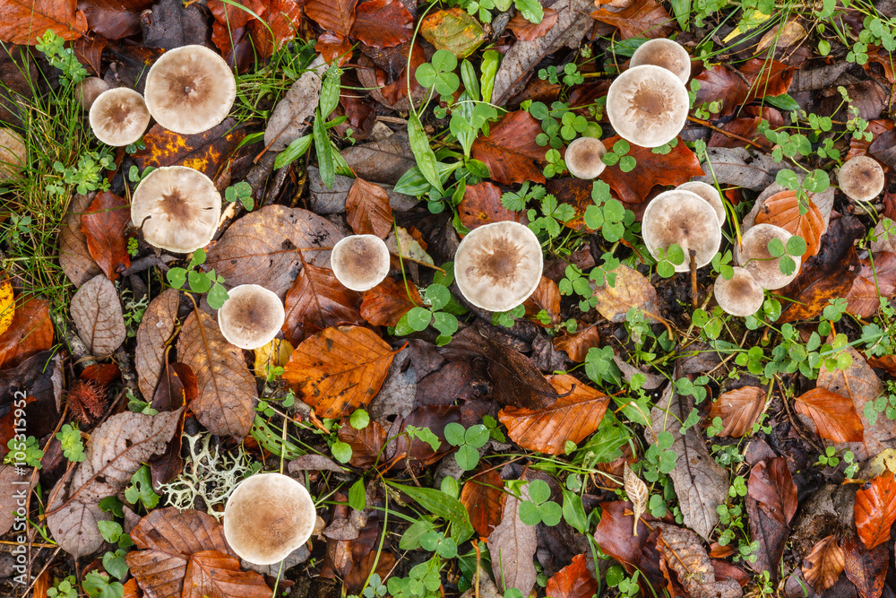 Setas, hojas secas de haya y tréboles. Dermoloma cuneifolium. Stock ...