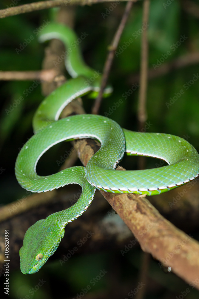 Chinese Green Tree Pit Viper