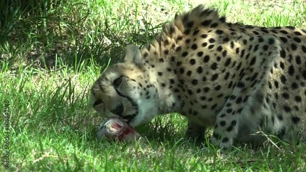 South African Cheetah eating prey in the Savannah.The cheetah is listed ...