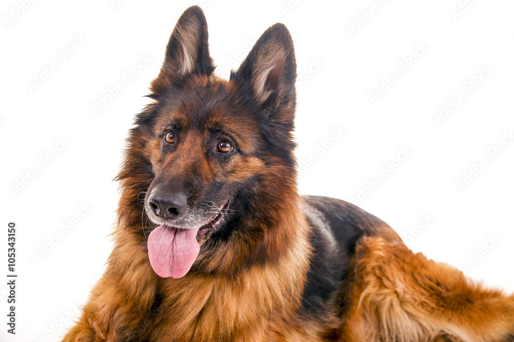 Schäferhund Stock Photo | Adobe Stock
