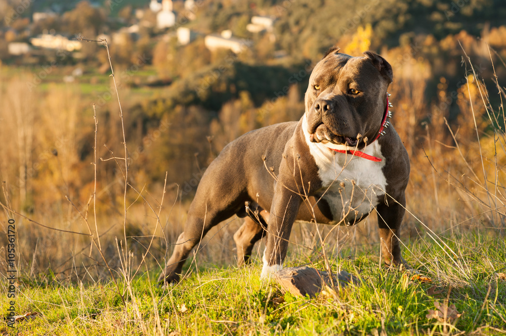 Dog - American Bully - in the Countryside Stock Photo | Adobe Stock