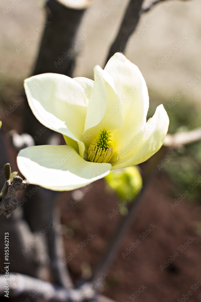 Blooming magnolia branch on a tree in the garden. Flowering magnolia ...