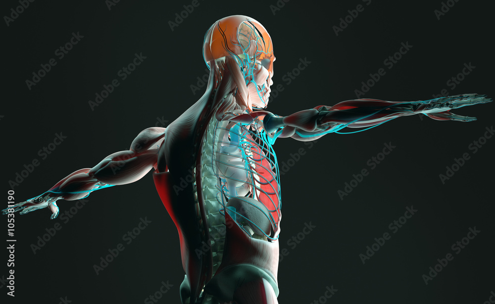 Human anatomy 3D futuristic scan technology with xray-like view of ...