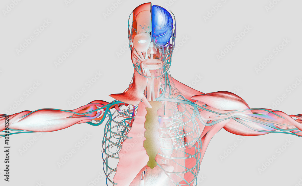 Human anatomy 3D futuristic scan technology with xray-like view of ...