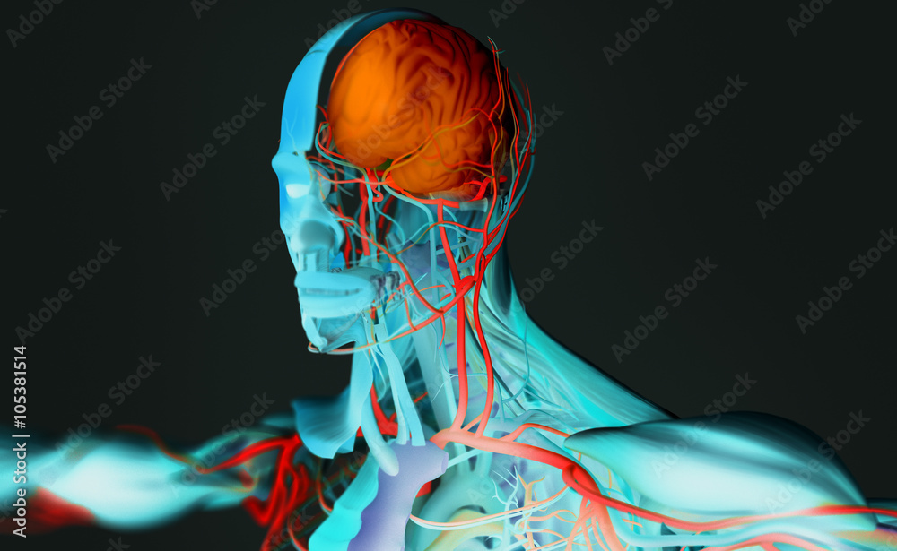 Human anatomy 3D futuristic scan technology with xray-like view of ...