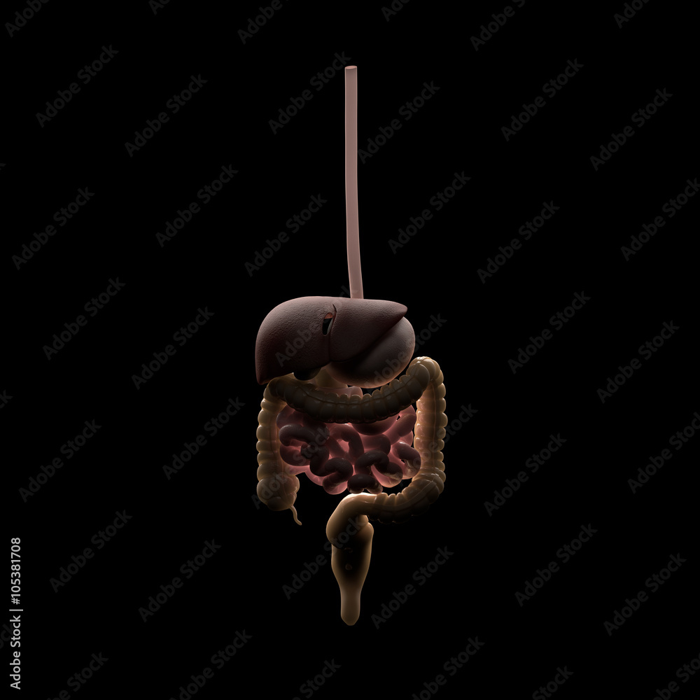 Human anatomy digestive system. Back-lit on black background. Stock ...