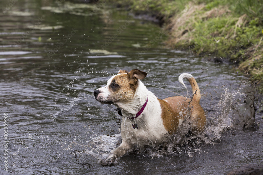 Border Collie Boxer Mix Breed