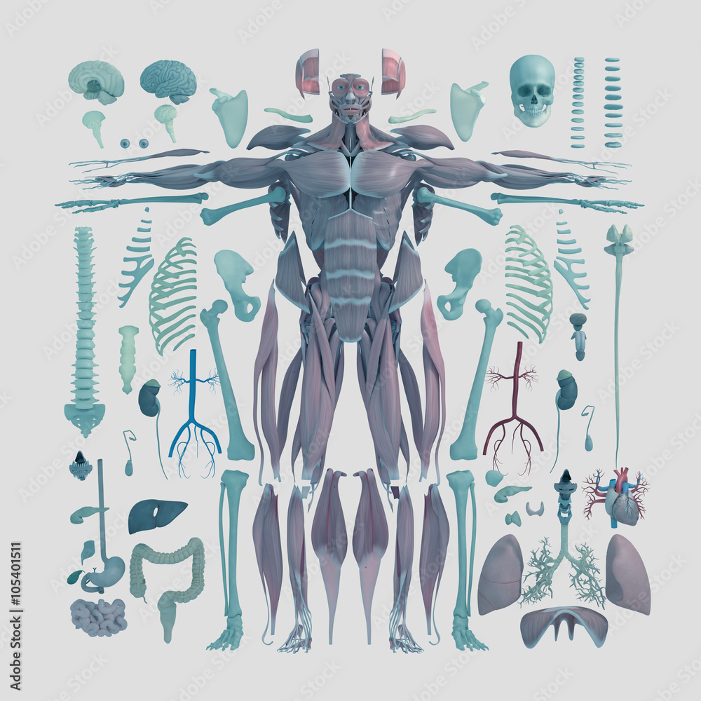 Human anatomy flat lay illustration of body parts. Muted blue and red ...