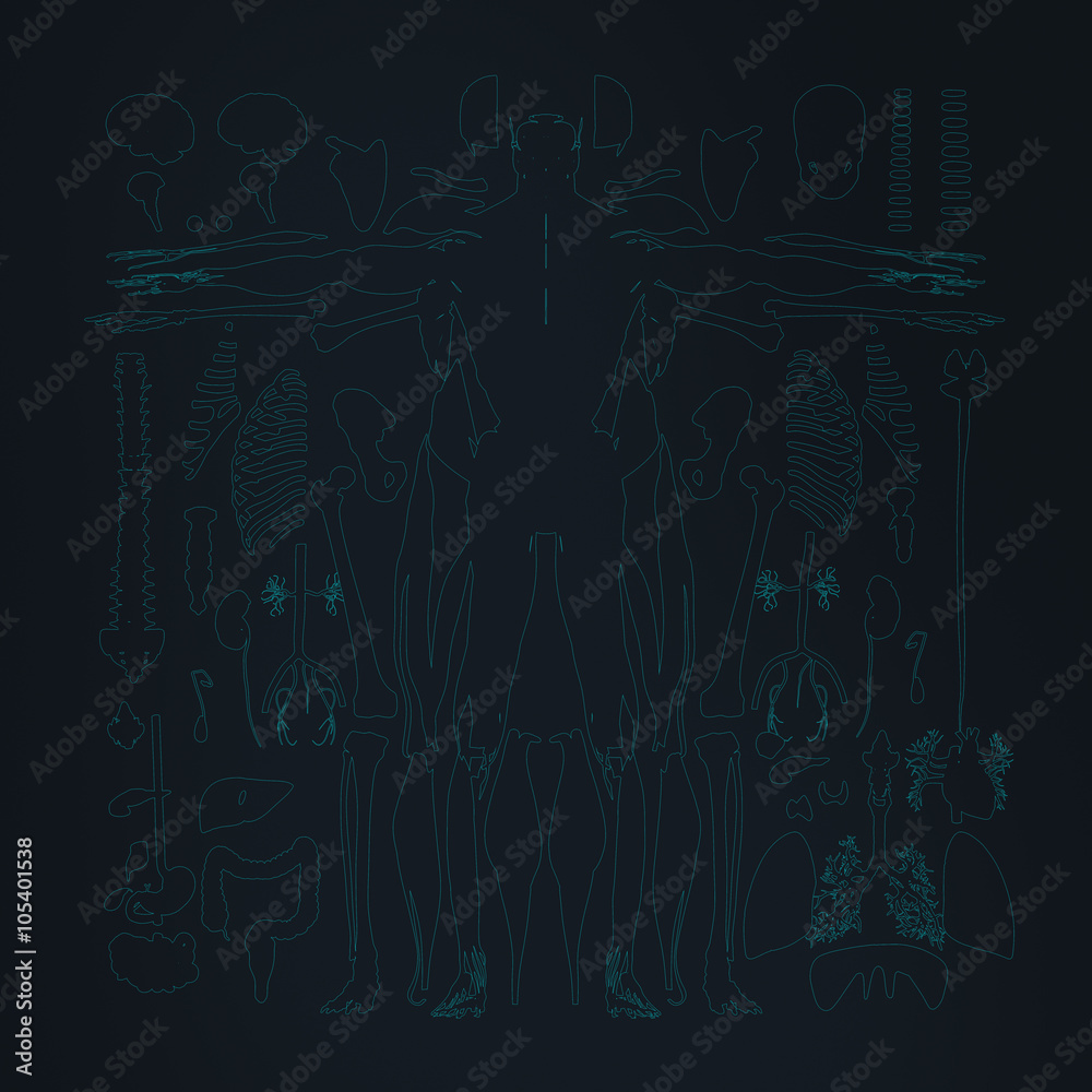 Human anatomy flat lay illustration of body parts. Blue line work on ...