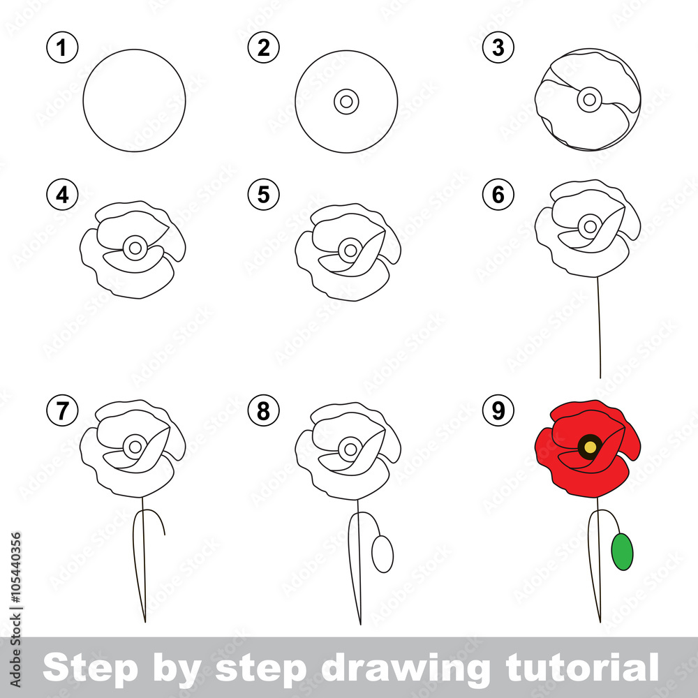 Drawing tutorial. How to draw a Poppy Stock Vector | Adobe Stock