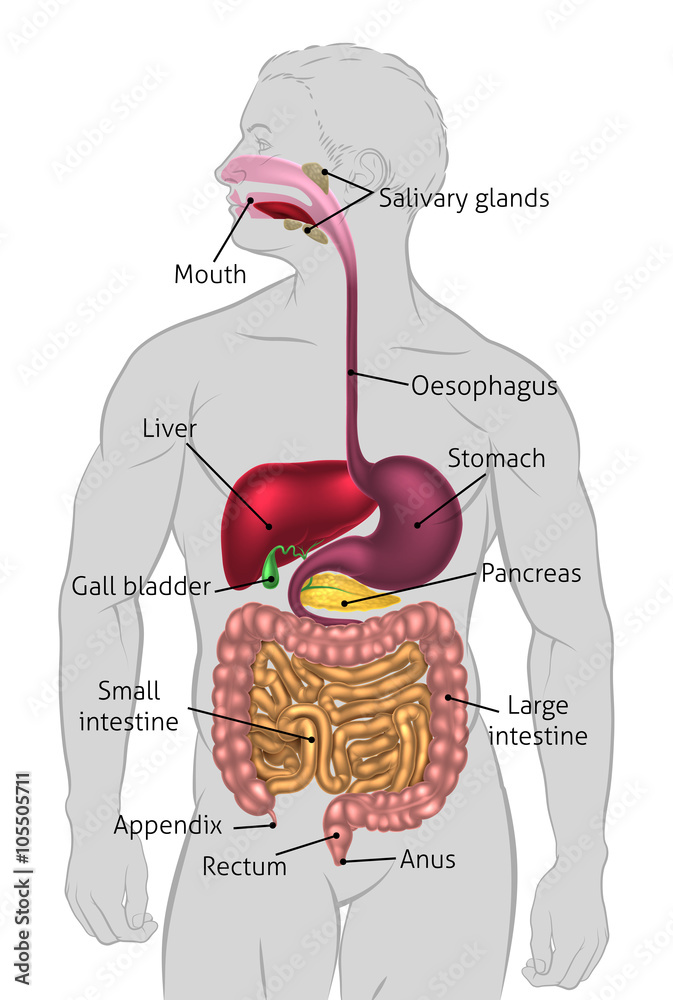 Human Digestive System Tract Stock Vector | Adobe Stock