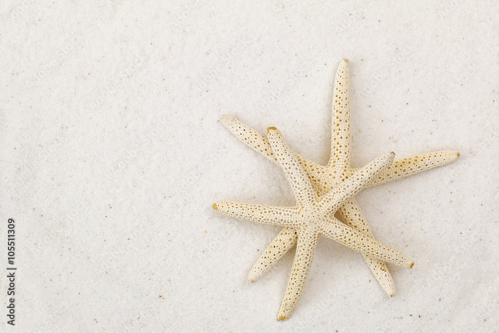 Closeup of two star fish, known as sea stars, on white fine sand beach ...
