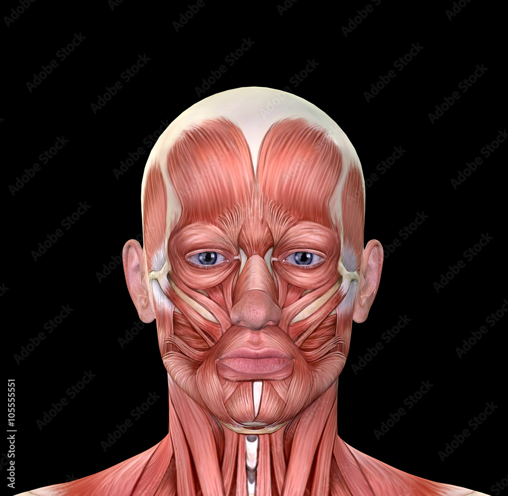 Male Face Muscles Anatomy Stock Illustration | Adobe Stock