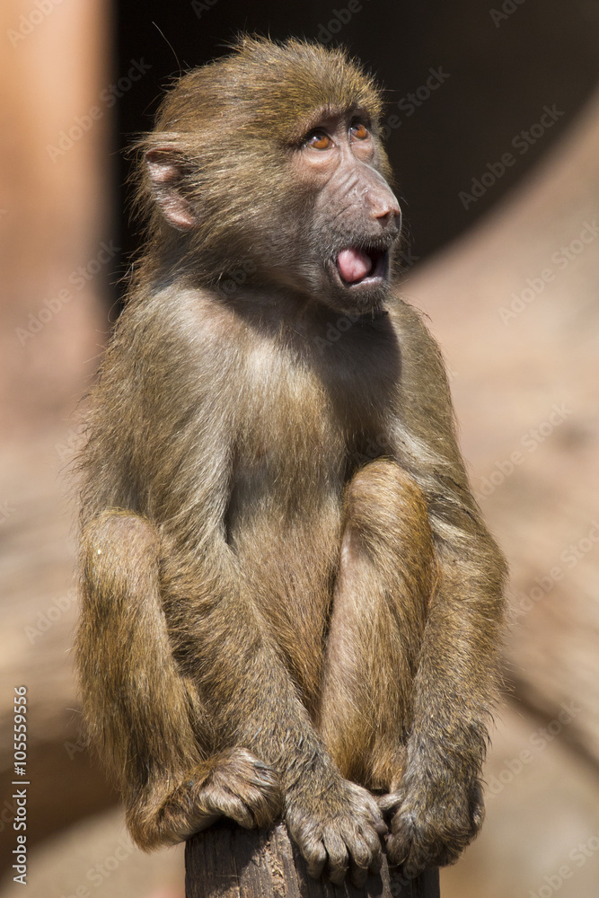 Foto de zoo 2481 / Monito mirqando al cielo y jugando con su lengua. do Stock | Adobe Stock