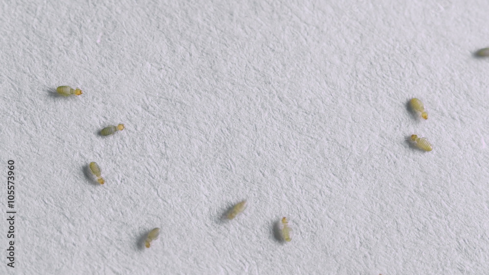 Book Lice on Piece of Paper 4k. Booklice of the Psocoptera order; feed ...