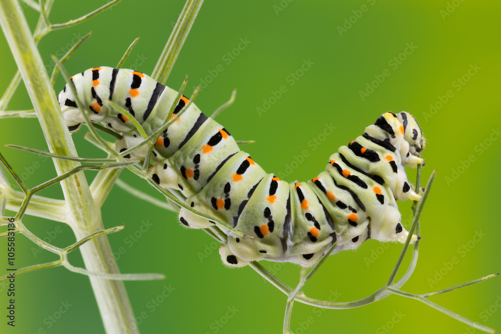 Caterpillar of the Maltese Swallowtail Butterfly eating fennel leaves ...