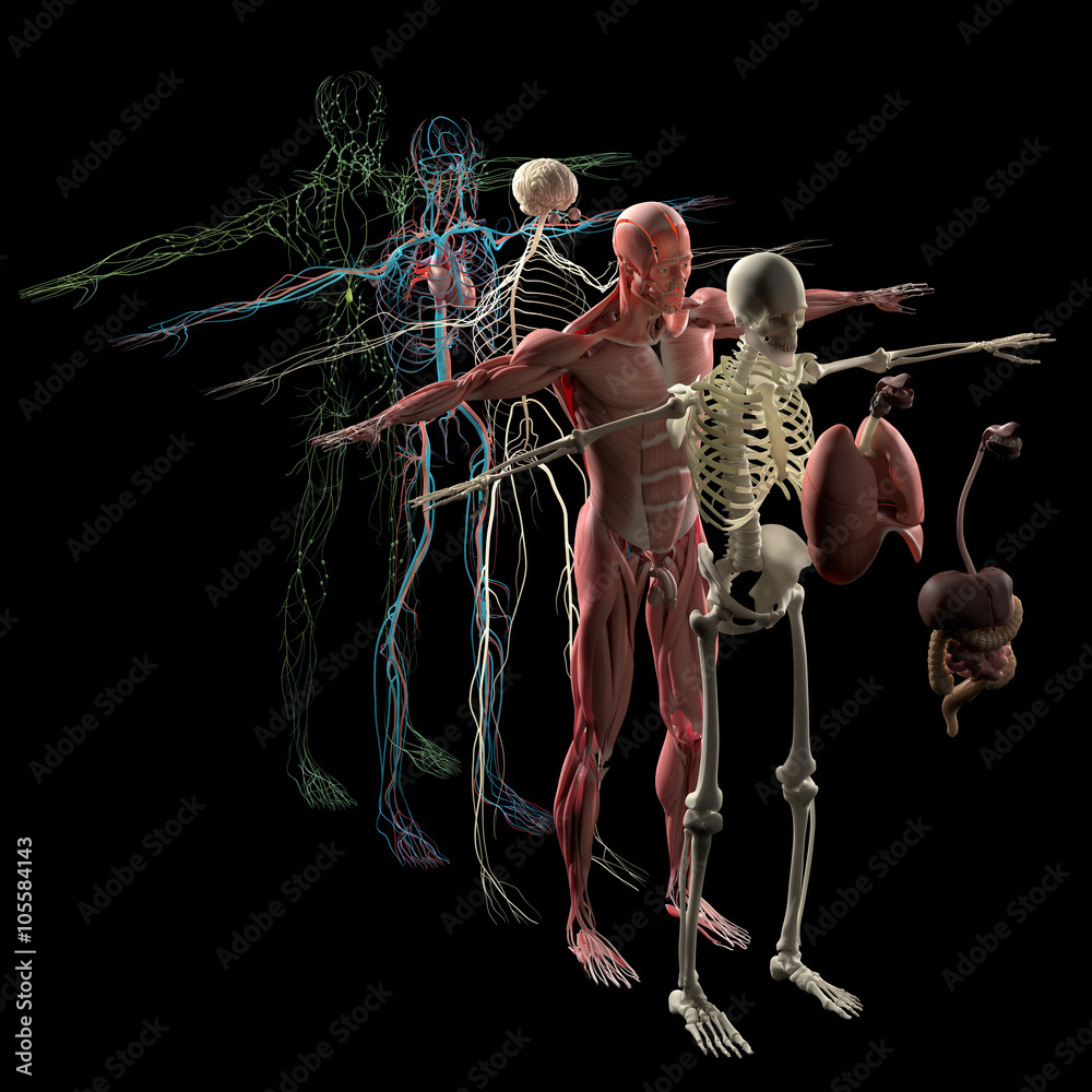 Human anatomy exploded view, deconstructed. Separate elements muscle ...