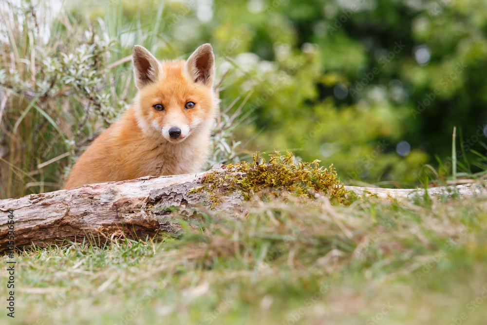 red fox cub Stock Photo | Adobe Stock