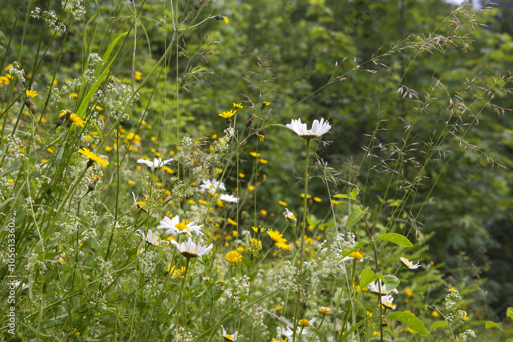 Wildflower meadow Stock Photo | Adobe Stock