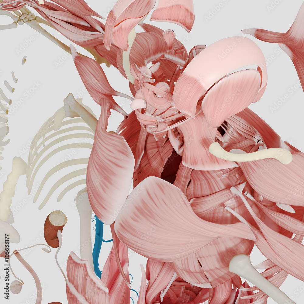 Human anatomy exploded view, deconstructed showing separate parts ...