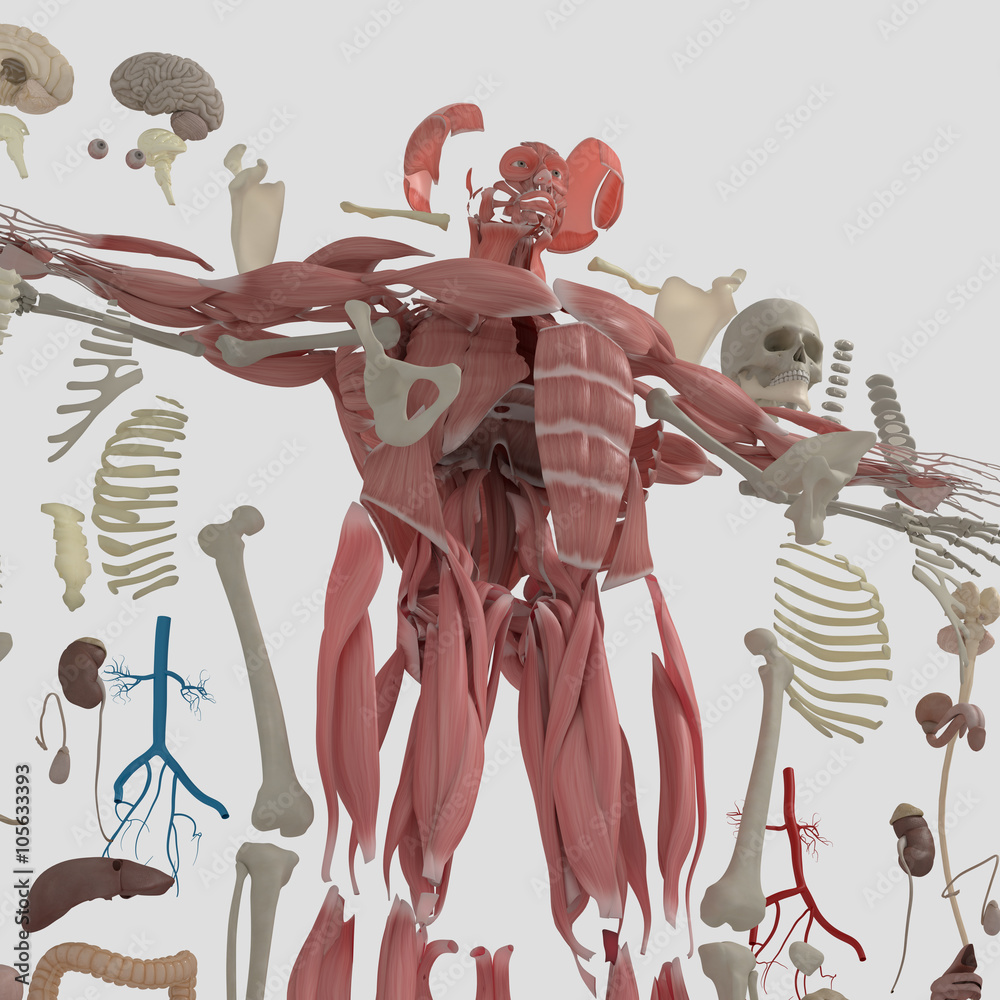Human anatomy exploded view, deconstructed showing separate parts ...