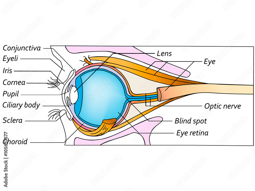 Anatomy of the eye, detailed illustration Stock Vector | Adobe Stock