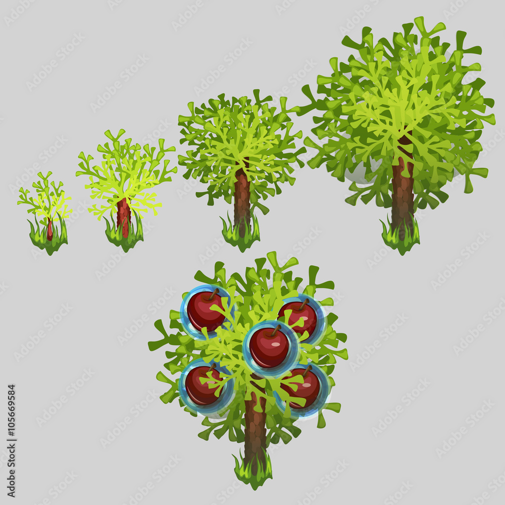Growth stages of Apple tree with red fruit Stock Vector | Adobe Stock